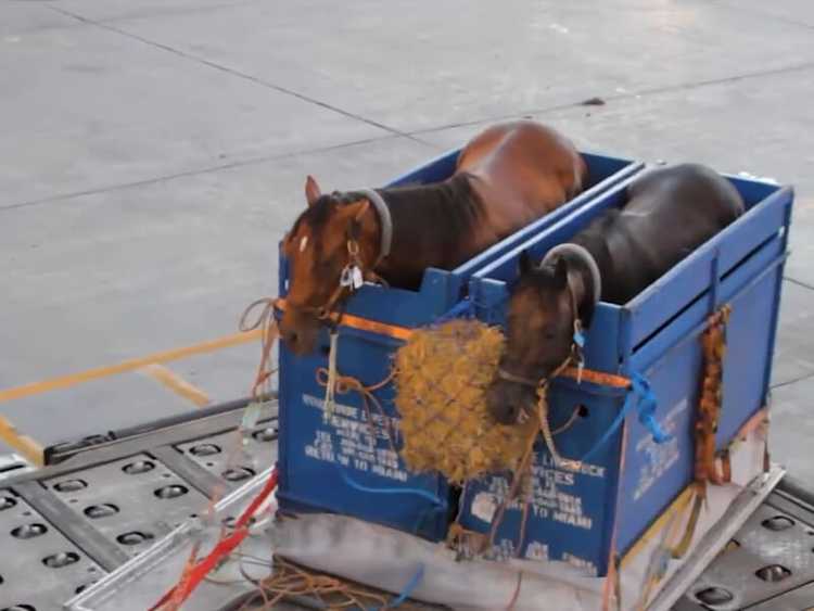 International Pet Shipping – Amerijet International